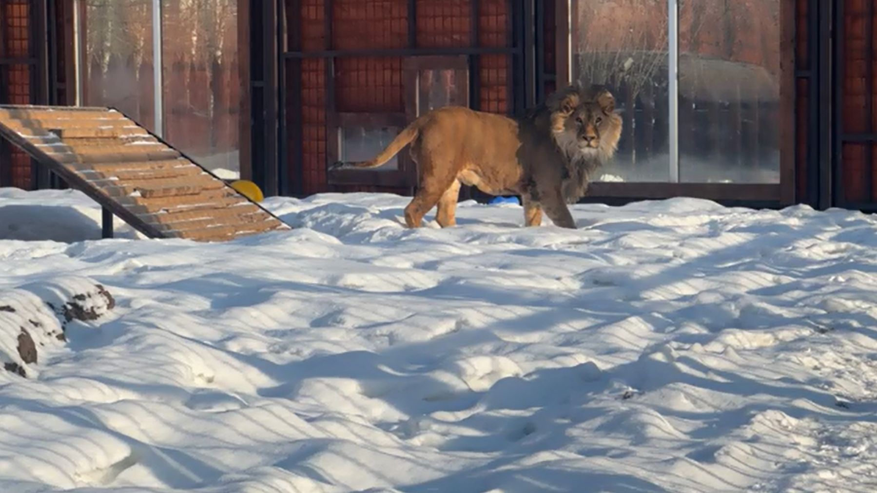 Может, что-нибудь изменится с весной.  Стихи о Шерхане  от Екатерины