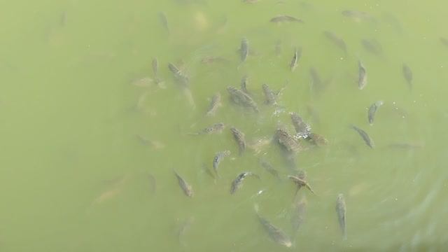 Покормим рыбок?