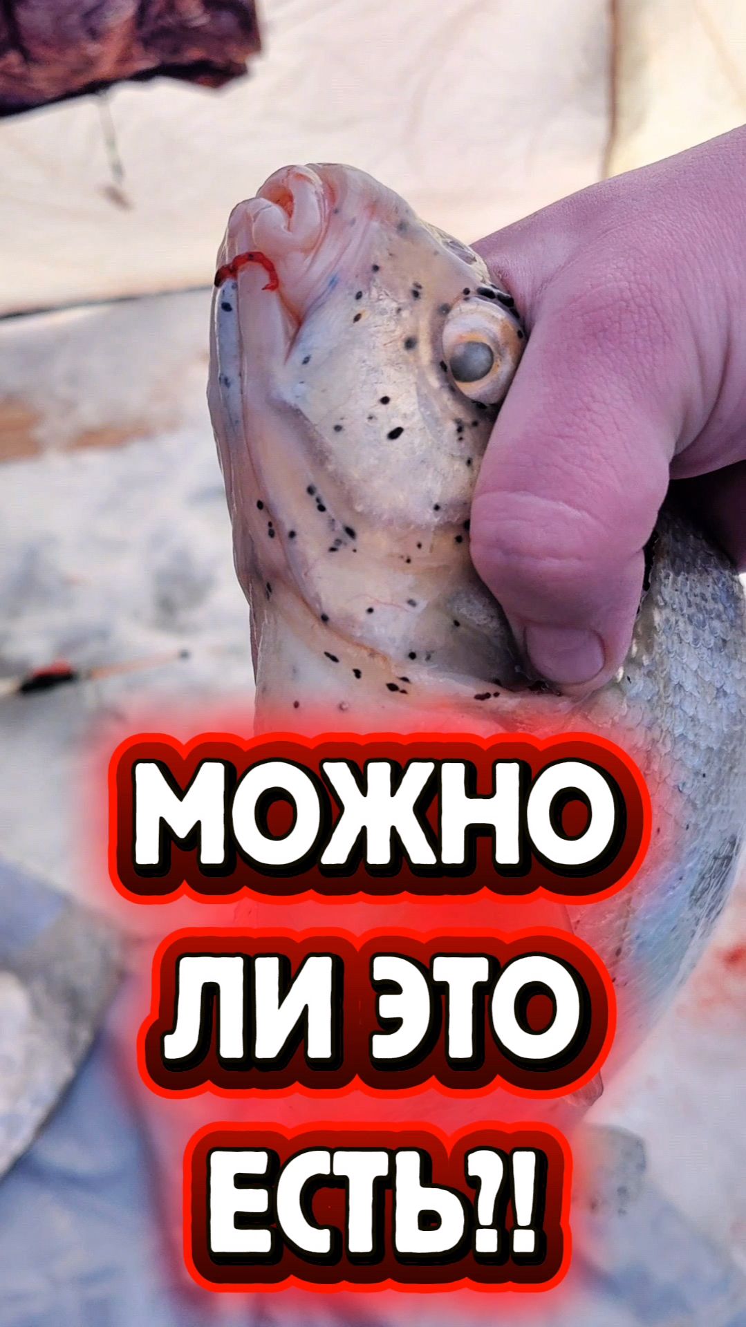 ЛЕЩ С ЧЁРНЫМИ ТОЧКАМИ. Можно ли это есть?!