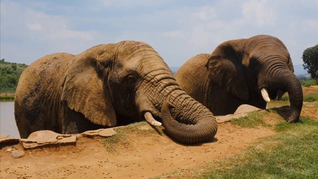 Два слона на реке