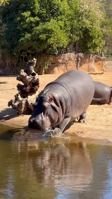 Бегемот на суше