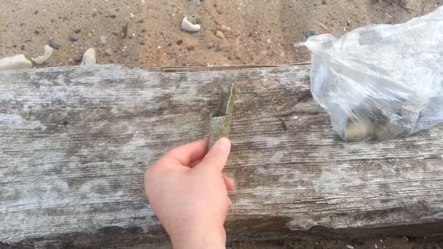 окаменелости на Волге