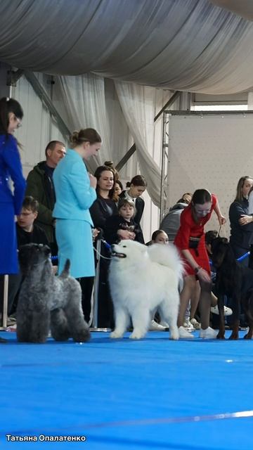 Самоед Армани