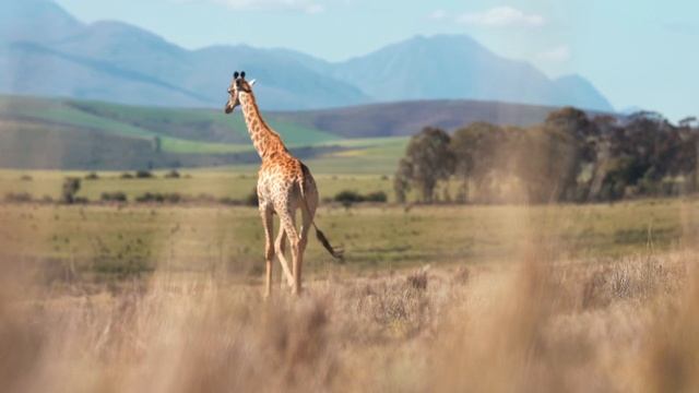 Жираф на природе