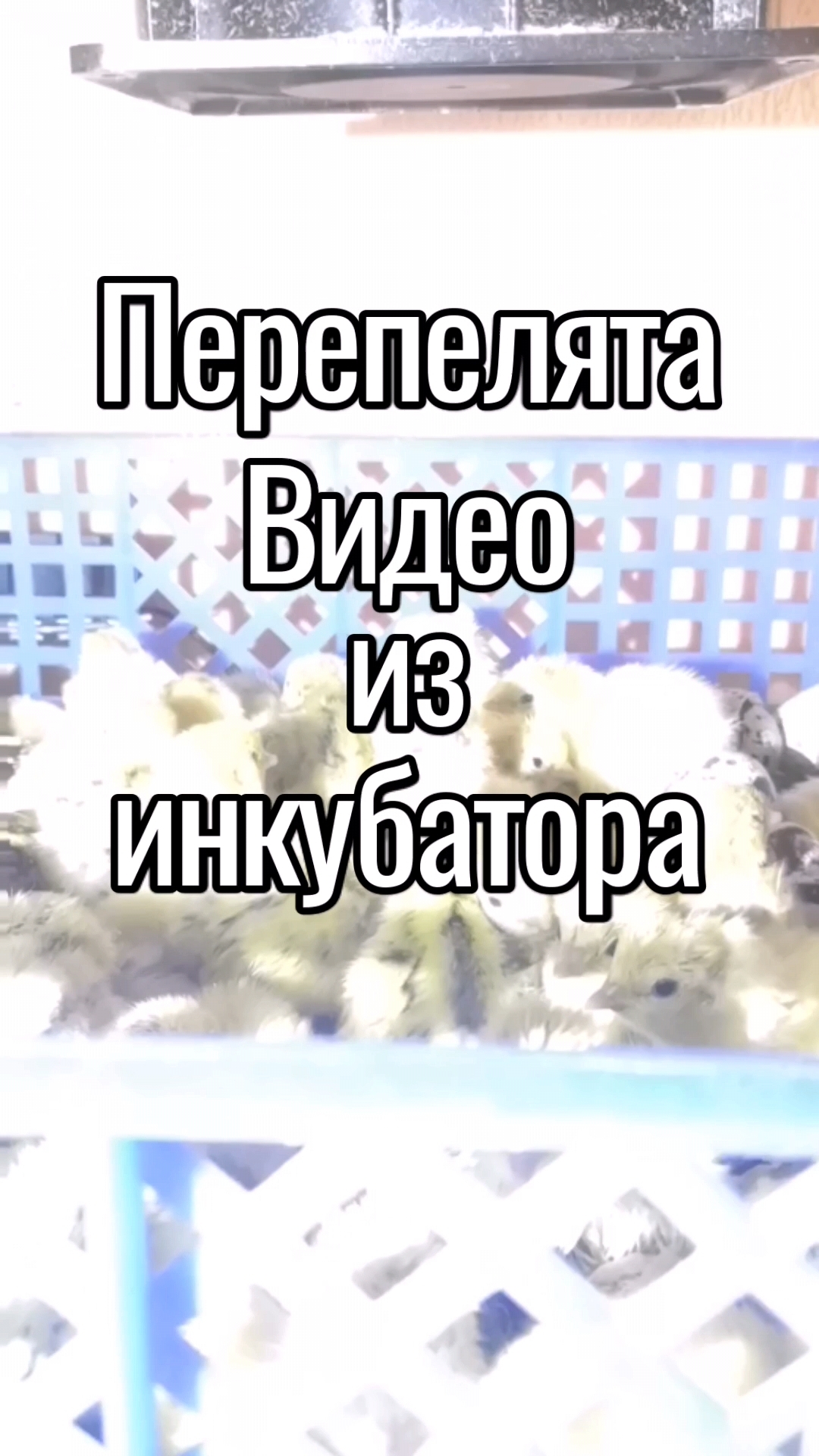 Перепелята. Видео из инкубатора