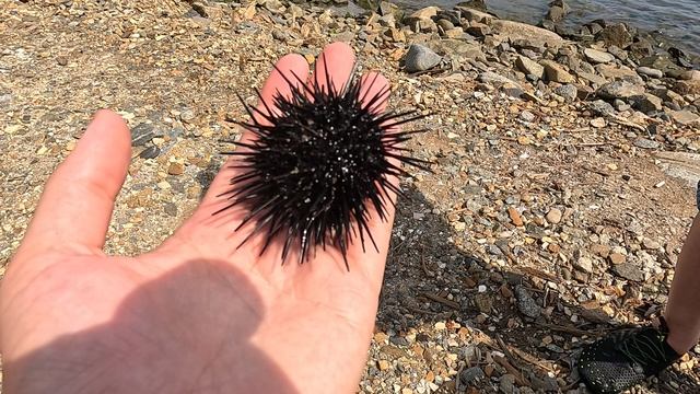 Маленький морской ёж 🇷🇺 | Японское море, Приморье