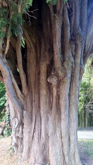 Обычный зимний день в Сочи  Just a normal winter day in Russia?!