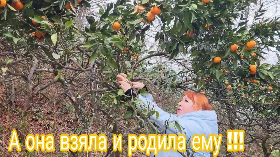 Мандарины нам достались не легко /Шпильки сведут с ума/Преподнесла ему сюрприз/ Маленькое милое чудо