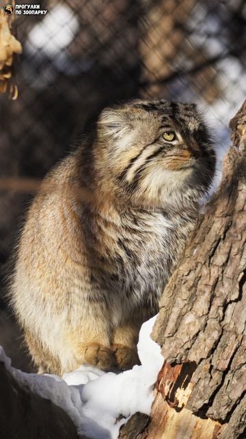 Манул Ачи залез на дерево, но передумал и решил спуститься. Новосибирский зоопарк