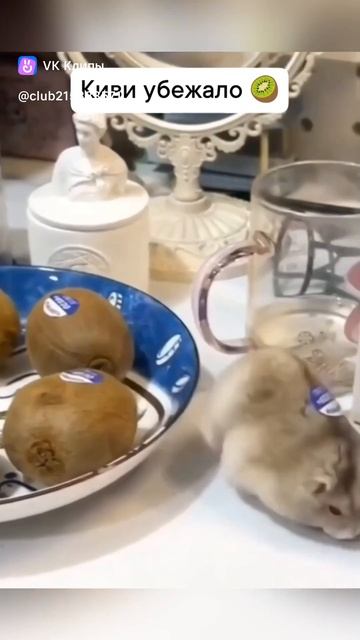Убежало киви 🤣