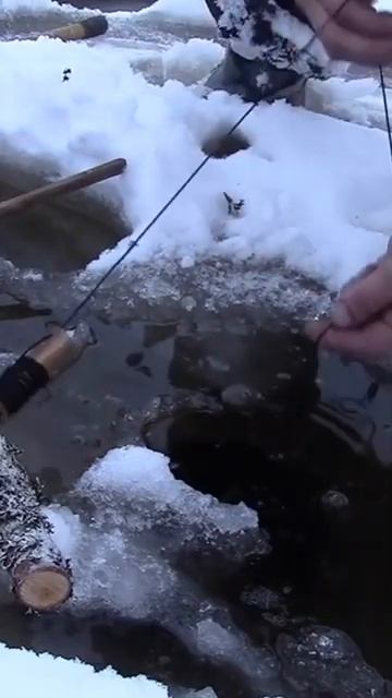 Щуки капканами с Герасимом Шерпом и Мишкой shorts