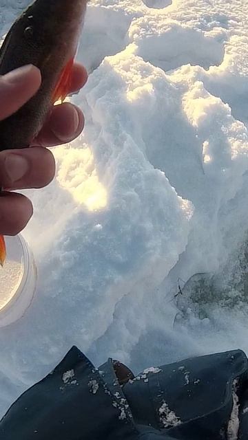 Ловим живцов на блесну! Рыбалка на озере в мороз! Видео на канале!