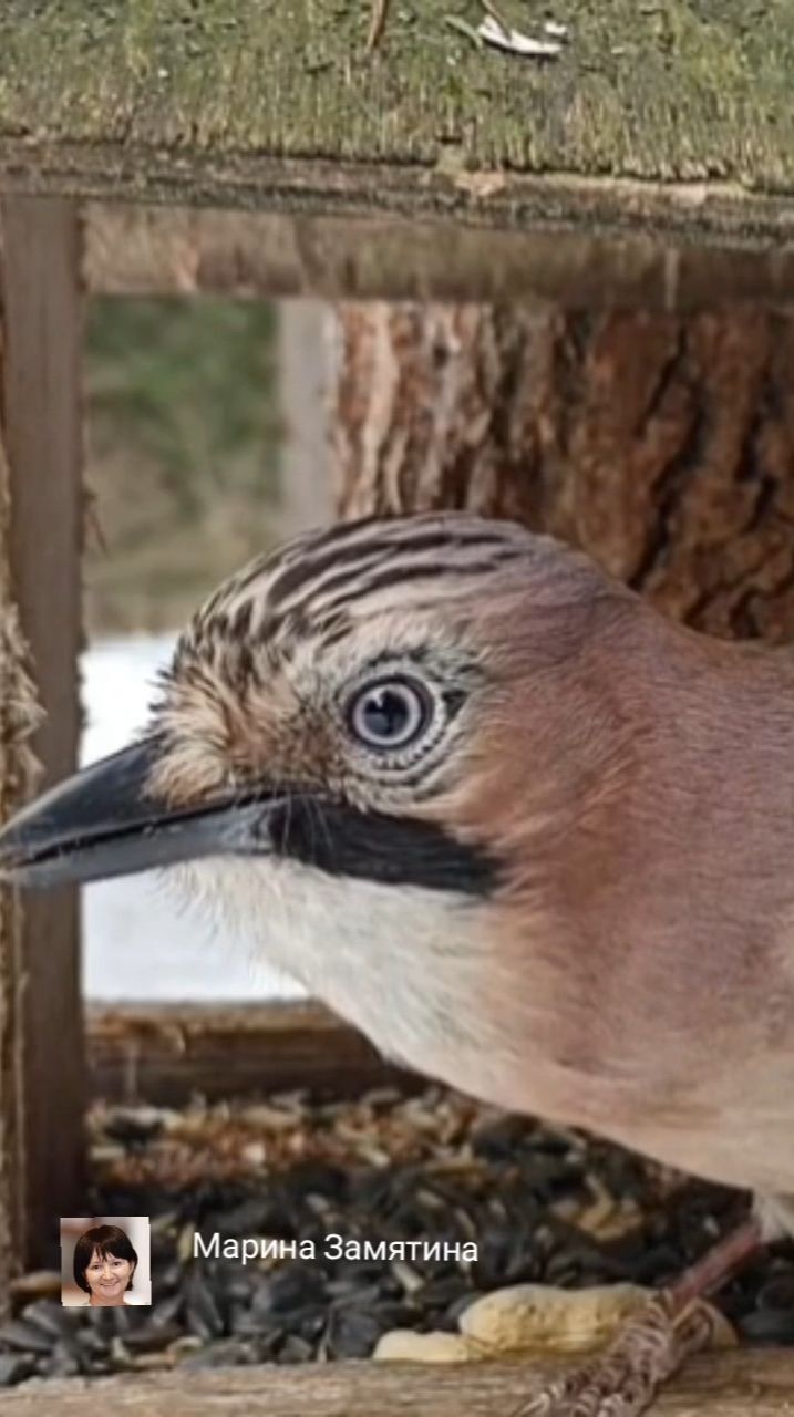 Птички у кормушки.