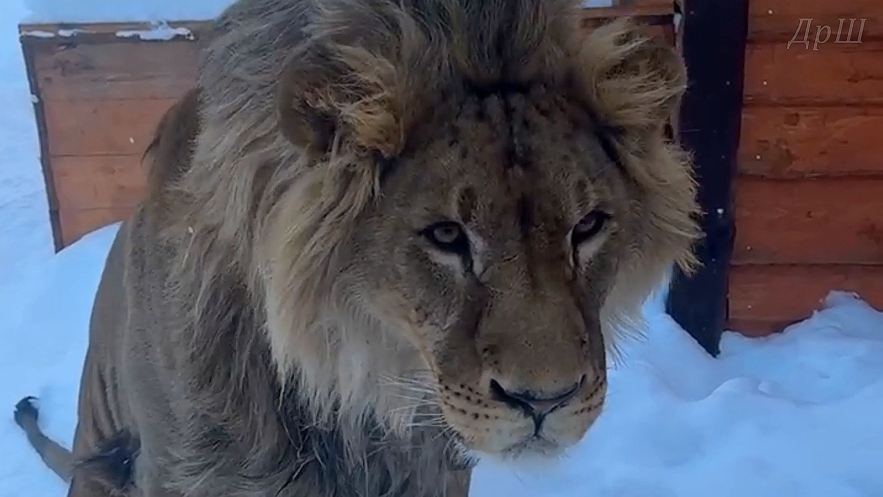 Очень умный и брутальный. Стихи о Шерхане от Ольги.