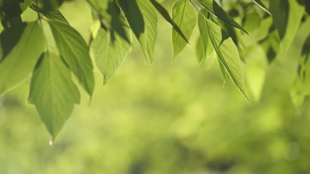 Фоновый весенний футаж