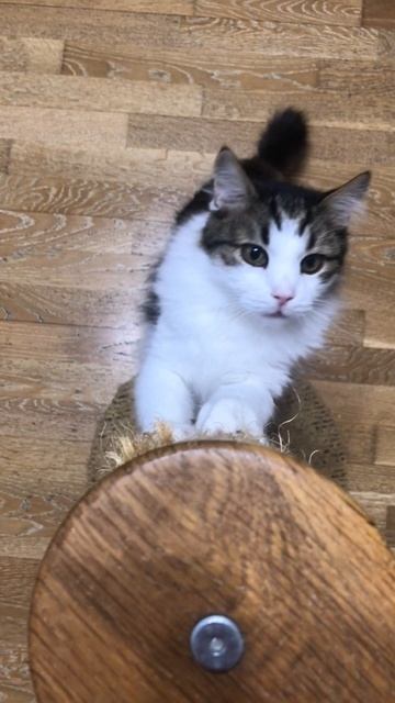 Мася точит когти 😻