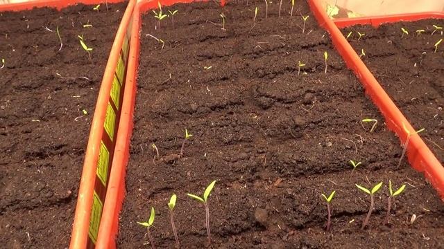 ПОСЕВЫ 2026 - 36. Томаты начали понемногу всходить.