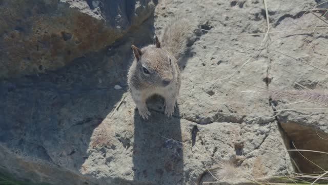 Укрытие любопытной белки на скалистой местности