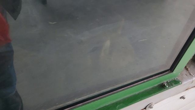 Иркутский зоопарк. Гепард с конопэ