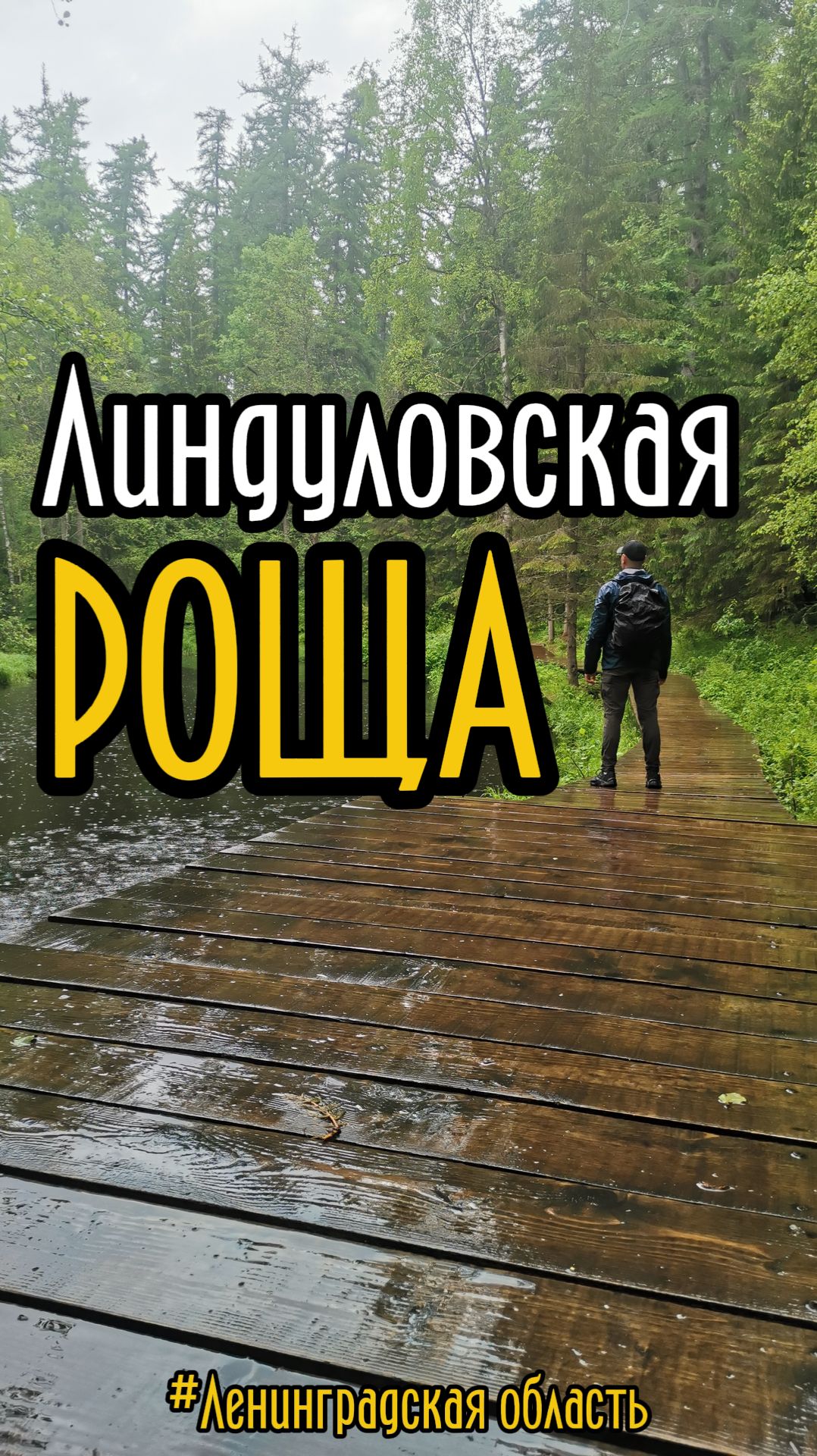 ЛИНДУЛОВСКАЯ РОЩА - ЭКОТРОПА  ПОД ПИТЕРОМ #ЛиндуловскаяРоща #ЛенинградскаяОбласть#Юнеско