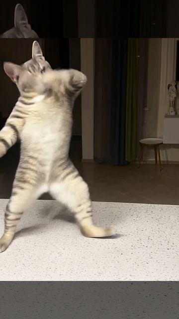 Кошара в танце