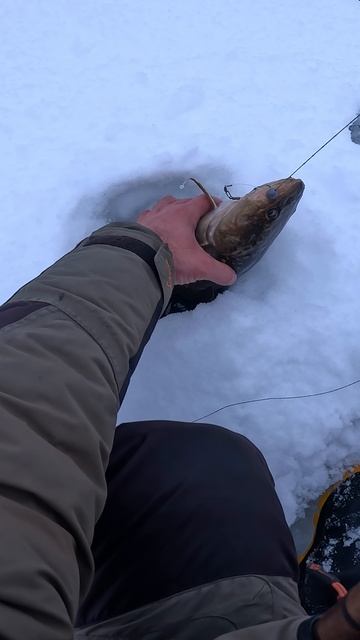 заглотил до самой ж...