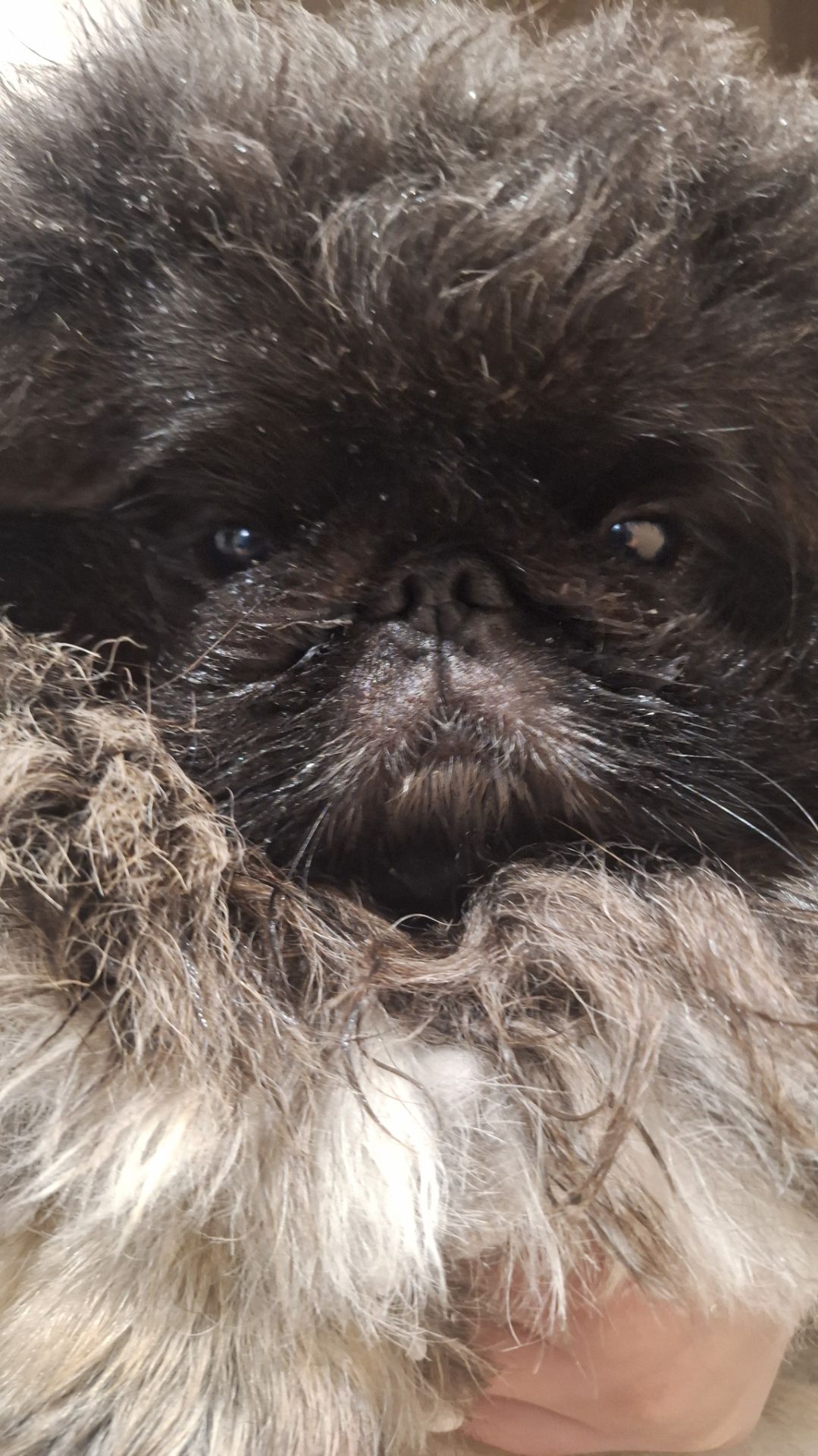 Пекинес Дендик снеговик