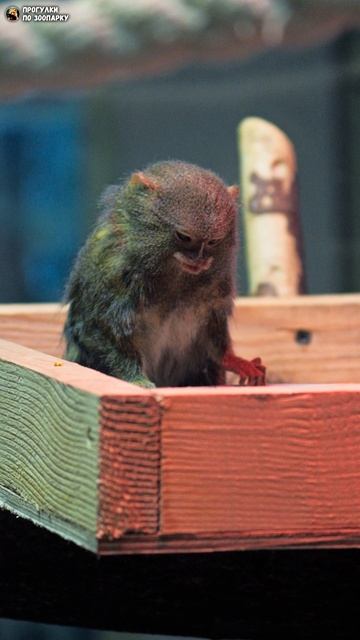 Карликовая игрунка нашла еду. Новосибирский зоопарк