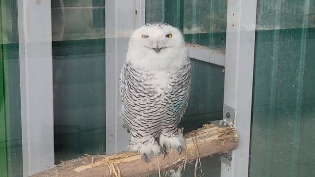Иркутский зоопарк. Ржачная Полярная Сова