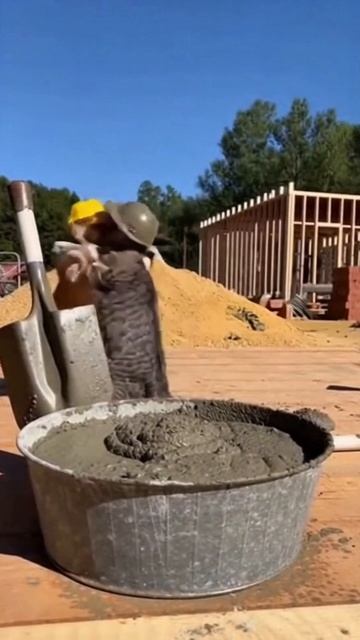 Когда коты работают на стройке 😂 — When Cats Work