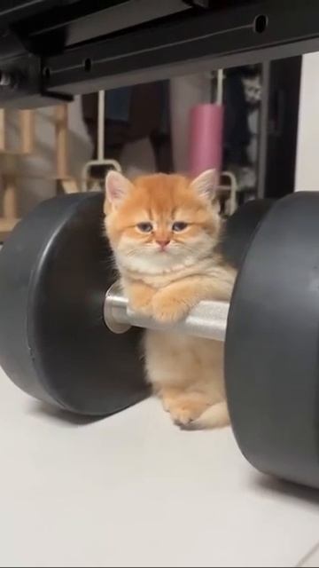 Лёгкий тяжеловес 😺