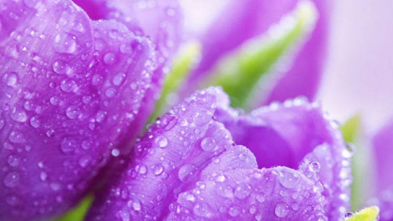 Ностальгия(альбом 1)Вольный перевод зарубежные хиты. Обсерватория музыки..