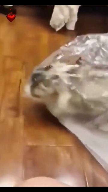 😻Веселые котики. Коты хулиганы! Невероятные трюки! #кот #хулиган #трюк #смех #short