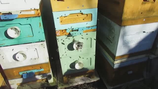 8 марта 2025 , облет пчел и вторая зимовка семьи пчел переведенной на ячейку 4,9 мм ( архив )