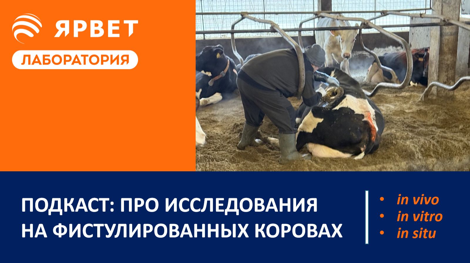 Подкаст: Устали лечить последствия слепого кормления? Как Вам могут помочь анализы переваримости