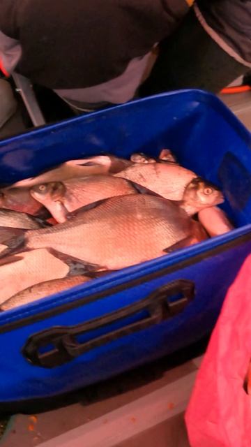 Вроде клюёт, а вроде-пора домой