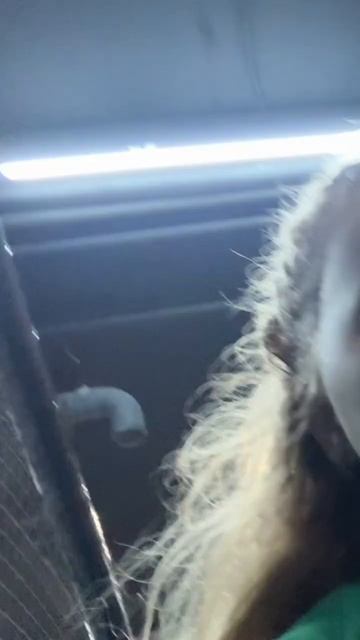 Вероника на тарзанке