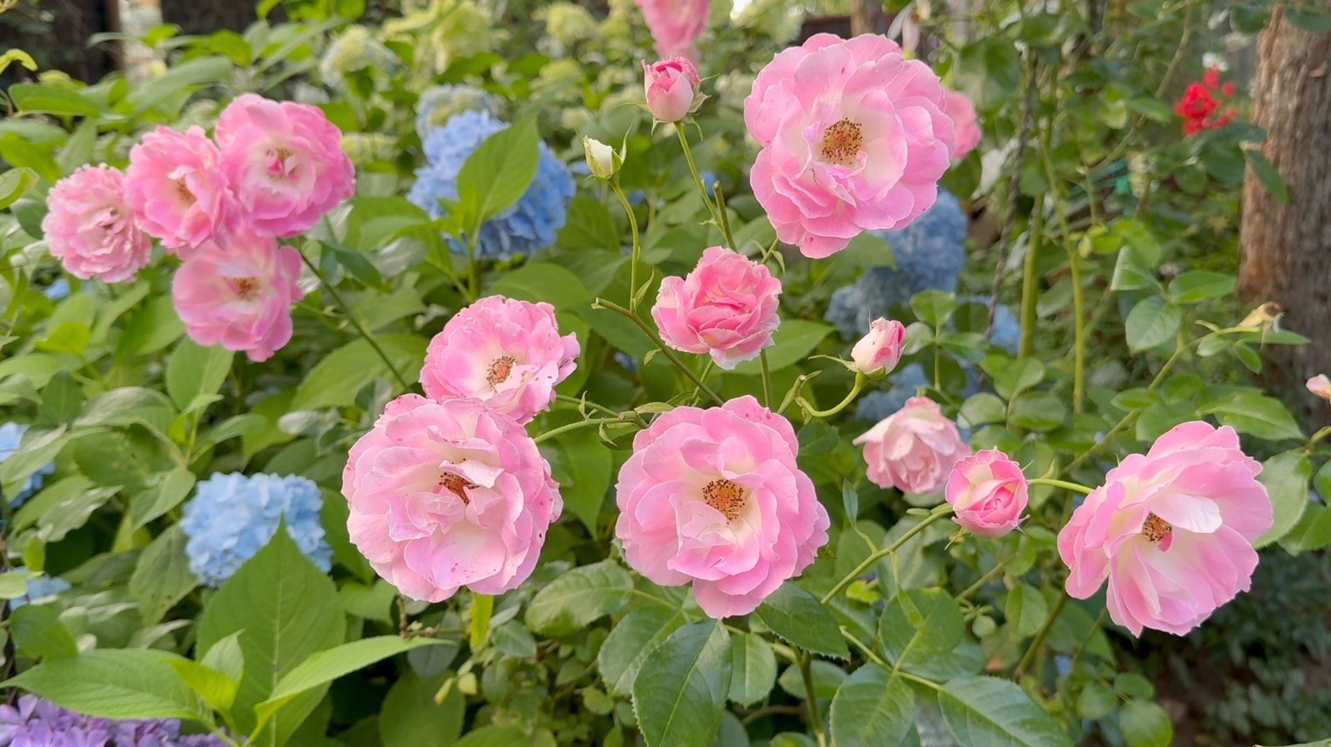 Август в Саду 8 и 11 августа 2025