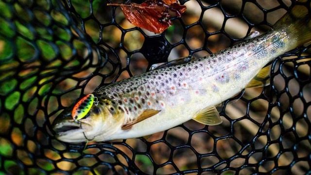 "КИНОТЕАТР РЫБОЛОВА" Рыбалтика. Часть 2. Хищники реки Роминте. Форель и хариус.