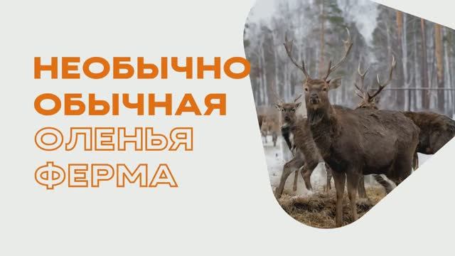 Необычно обычная Оленья ферма