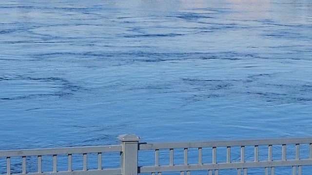 Птичья рыболовля