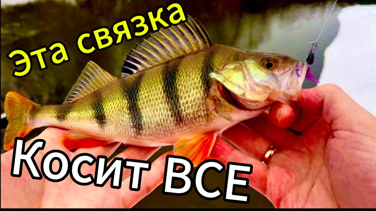 Окунь в очередь встал! Как ловить на джиг-риг весной? Секреты проводки и тактика на малой реке