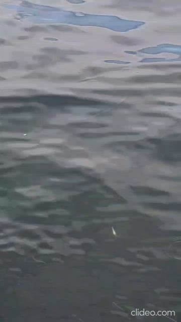 Новинка 2026 года от компании Mr. Musurok Lures&Rods