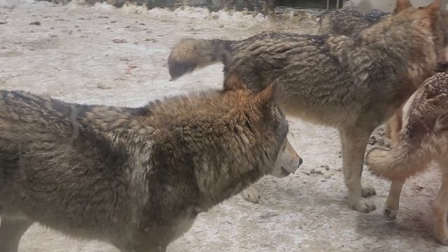 Иркутский зоопарк. Полярные Волки.