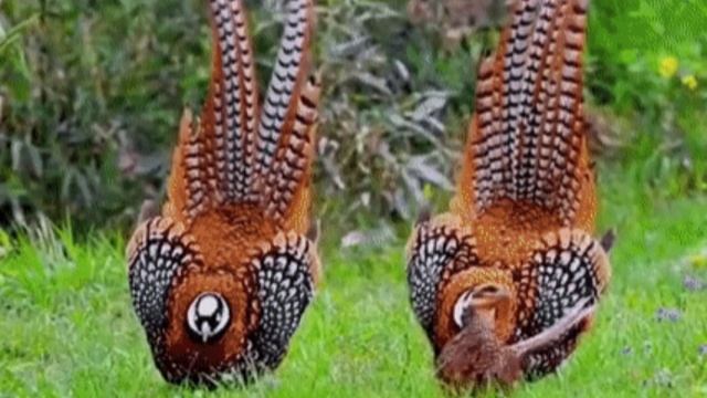 Золотая молодёжь