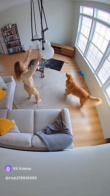 Чепичный кот 🤣🤣🤣🤣