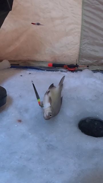 голодный лещик