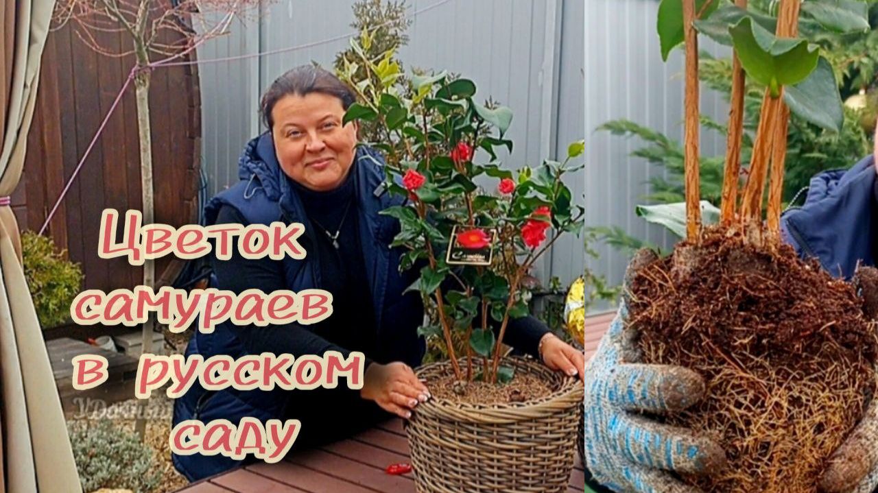 Переселение с японским акцентом. Пересаживаем камелию с любовью.
