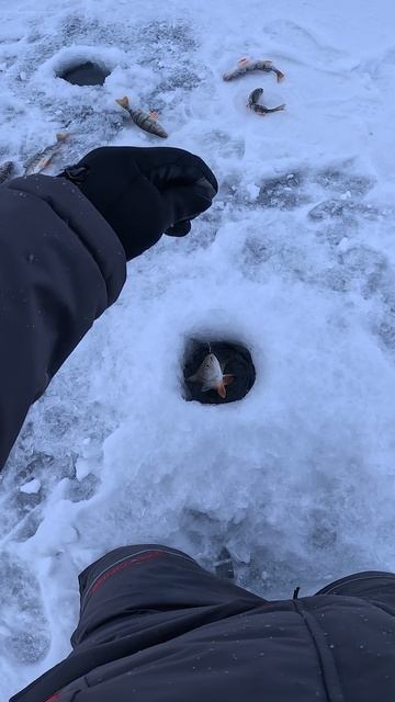 Или дуплет?