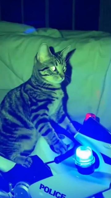 Полиция 👮♂️